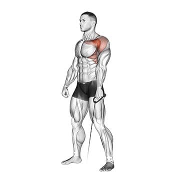 Machine Lateral Raise - How To, Muscles Worked, Form Cues, Variations ...