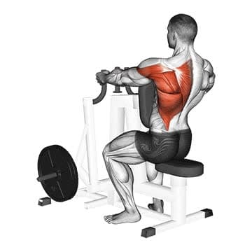 Cable Seated Row - How To, Muscles Worked, Form Cues, Variations | Pumpd