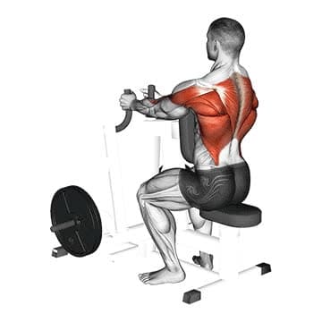 Machine Seated Row - How To, Muscles Worked, Form Cues, Variations | Pumpd